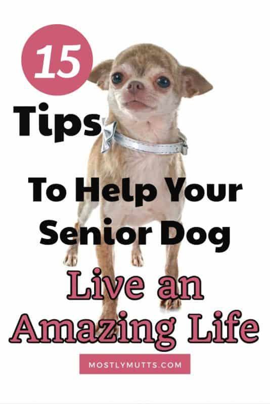 Help Your Senior Dog Live A Happy Healthy Life - MOSTLY MUTTS